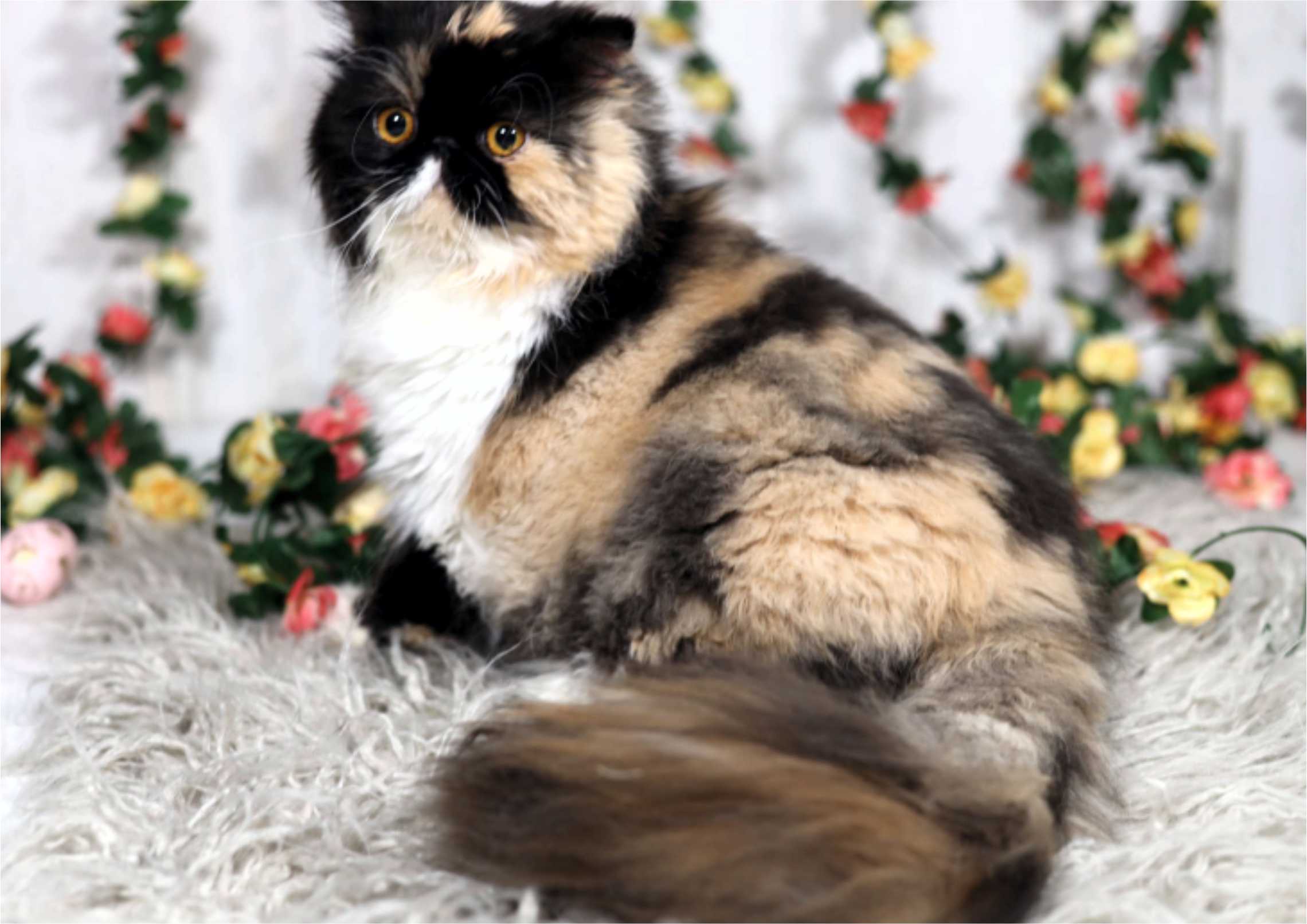 rahmanskittyplace | all you need is a little bundle of purrr!!!